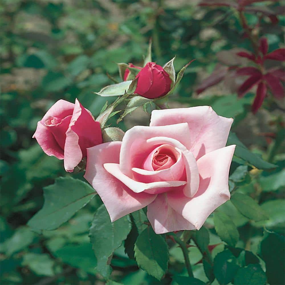 1.5 Gal. Rose with Pink Flowers 1004701085 - The Home Depot