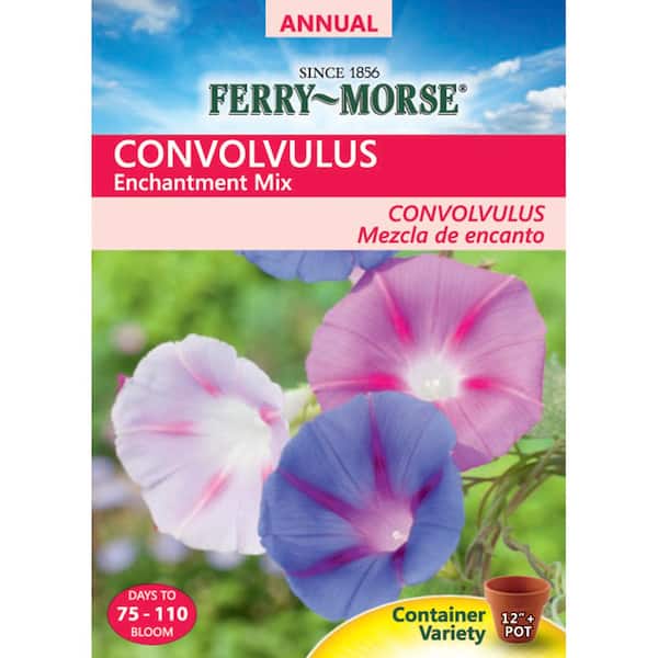 Ferry-Morse Convolvulus Enchantment Mix Seeds 9544 - The Home Depot