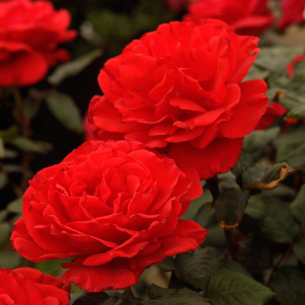 DIRECT GARDENING Drop Dead Red Flowering Floribunda Rose Dormant Bare ...