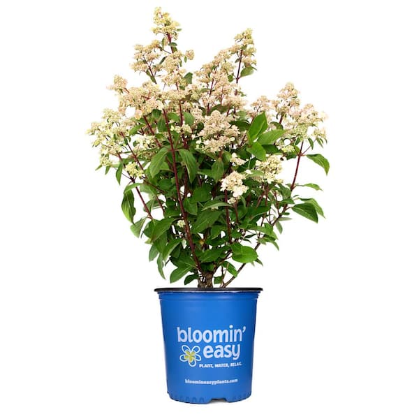 FIRST EDITIONS 2 Gal. Eclipse Bigleaf Hydrangea Live Flowering Shrub ...