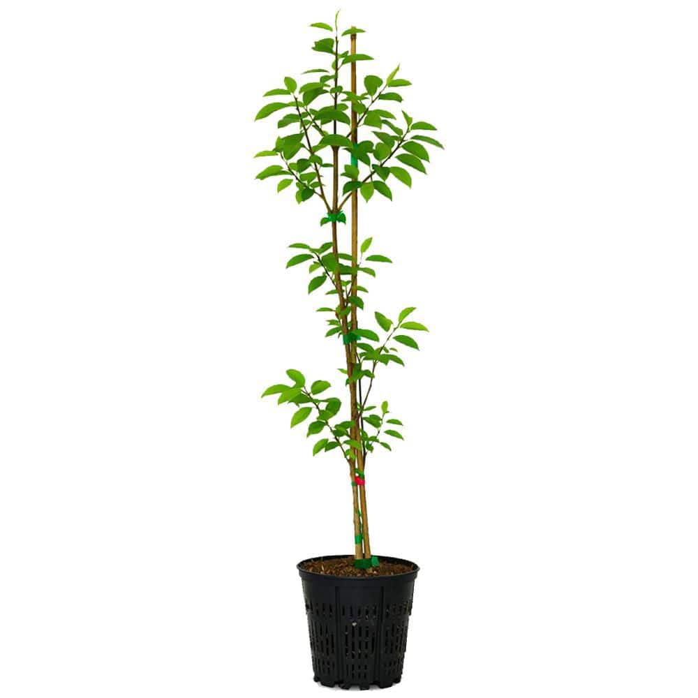 1 gal. Evening Light Deciduous Snowbell Tree with White Flowers ...