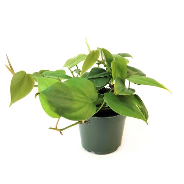 national PLANT NETWORK 6 in. Croton Petra Plant in Grower Container ...