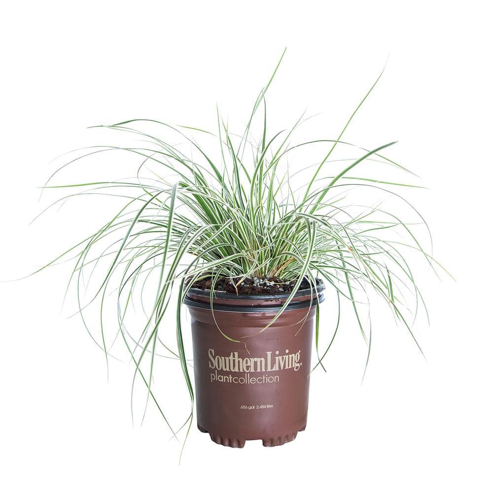 SOUTHERN LIVING 2.5 Qt. Evercolor Everest Carex (Sedge Grass) Live ...