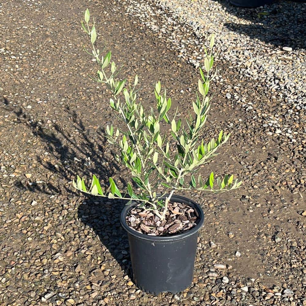 Alder & Oak #2 Container Leccino Olive Tree OLLE02 - The Home Depot
