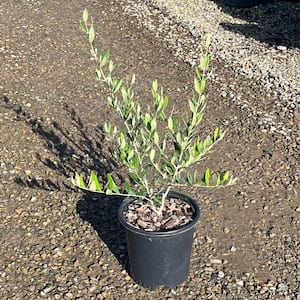 Alder & Oak #2 Container 'Arbequina' Olive Tree OLAB02 - The Home Depot