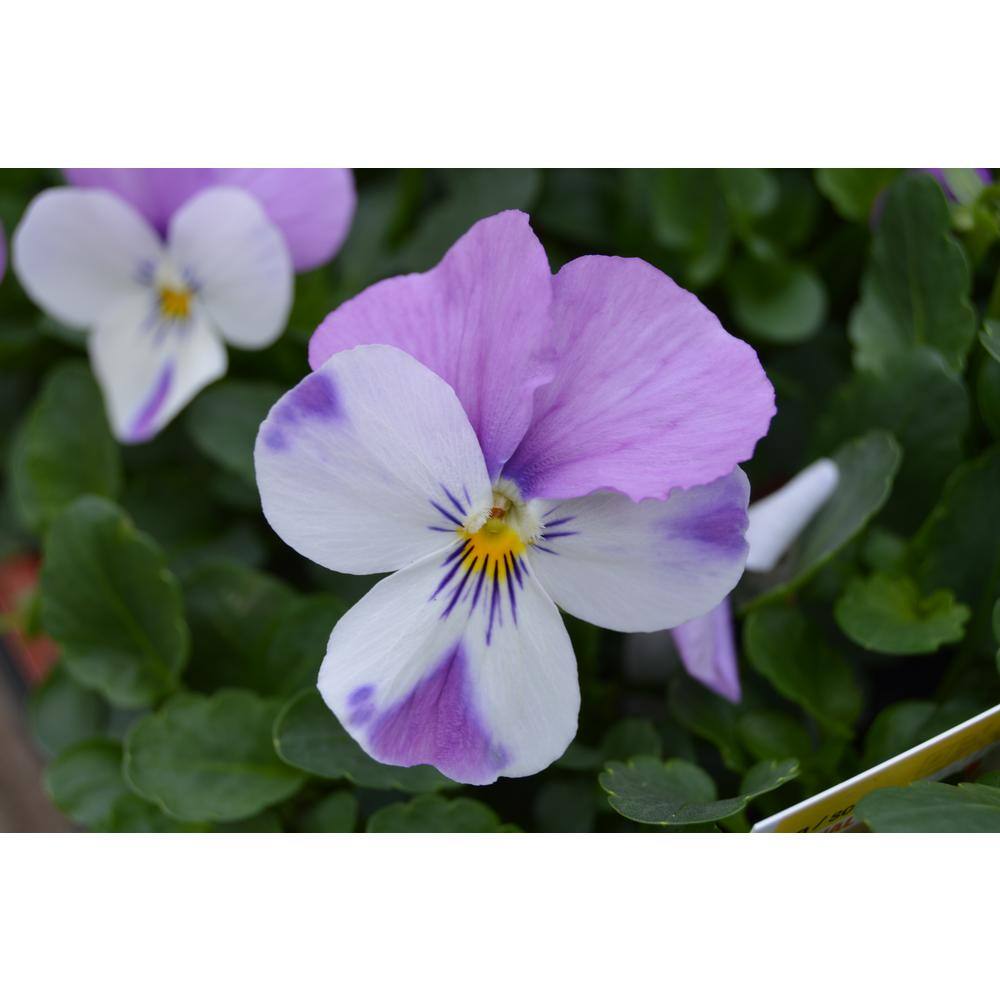 1.27 Qt. Pink Wing Viola Pansy Plant (6-Pack) 600594 - The Home Depot
