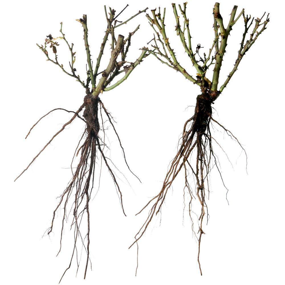 national PLANT NETWORK Bare Root Candy Cane Cocktail Rose with Red and ...