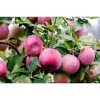 Garden & Grove 3 ft. Fuji Apple Tree with Expectional Fruit ...