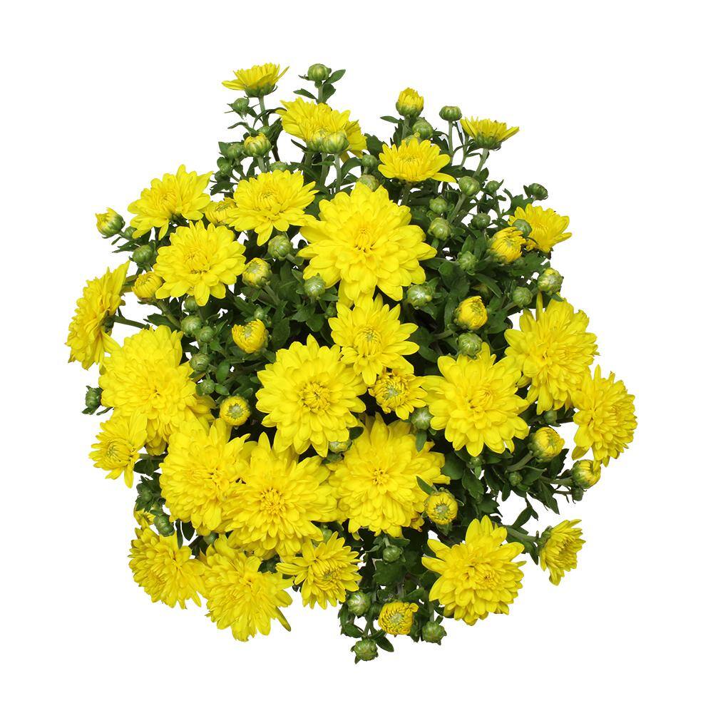 Altman Plants 1 qt. Yellow Mum Chrysanthemum (4-Pack) 0881144 - The ...