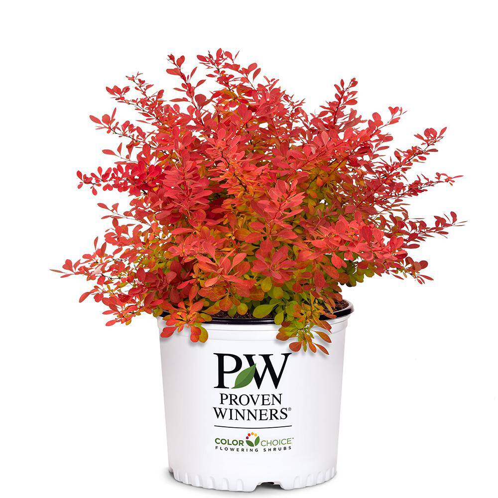 PROVEN WINNERS 2 Gal. Barberry Orange Pillar Sunjoy Plant with Orange ...