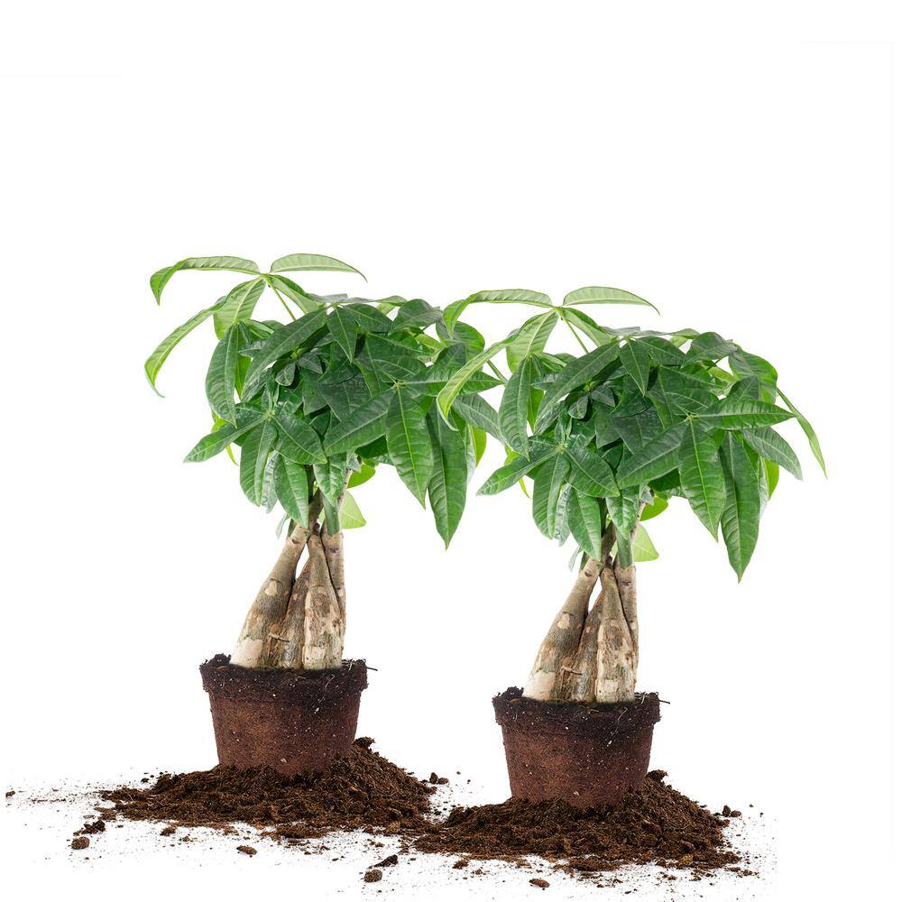 Money Tree 5 in. Pot, (2-Pack) THD100006