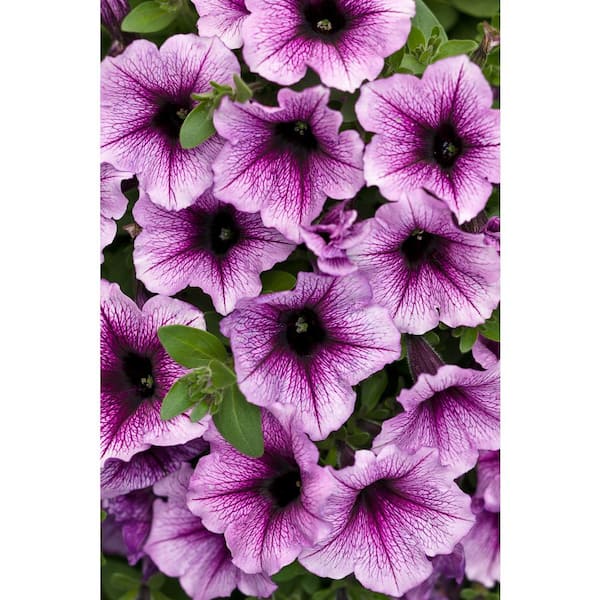 PROVEN WINNERS 4.25 in. Eco+Grande Supertunia Bordeaux (Petunia) Live ...