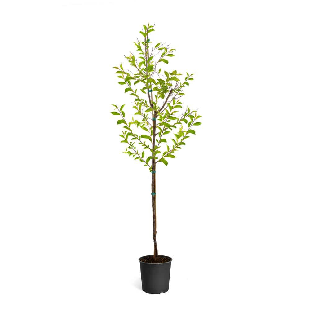 Brighter Blooms 5 Gal. Yoshino Cherry Tree with White Blooms CHE-YOS-56 ...