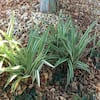 1 Gal. Dianella Flax Lily Plant D392G1 - The Home Depot