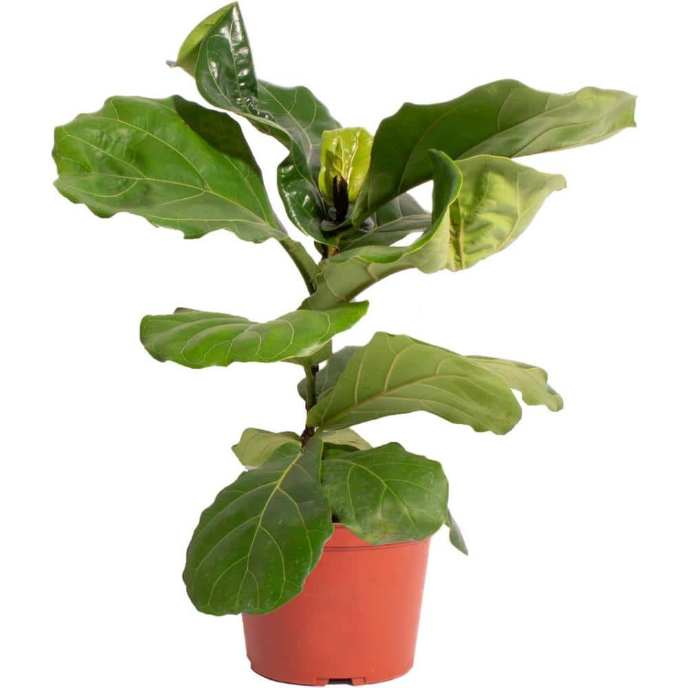 Shop Succulents Ficus Lyrata Fiddle Leaf Fig, Live Indoor Plant, Easy ...