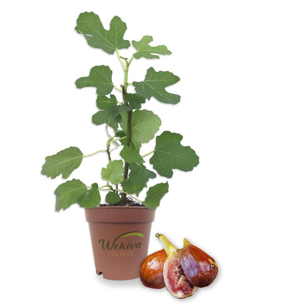 Wekiva Foliage Olympian Fig Tree-Live Plant in a 2 in. Pot-Ficus Carica ...