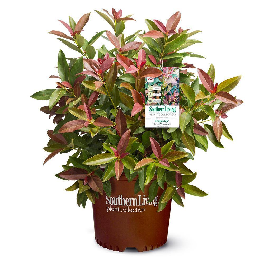 SOUTHERN LIVING 2 Gal. Copper Top Viburnum Shrub with Red to Green ...