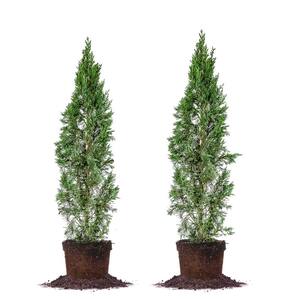 3 ft. to 4 ft. Italian Cypress Tree (2-Pack) THD00168