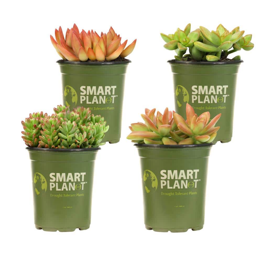 SMART PLANET 1 qt. Sedum Assorted Succulents (4-Pack) 0872639 - The Home Depot