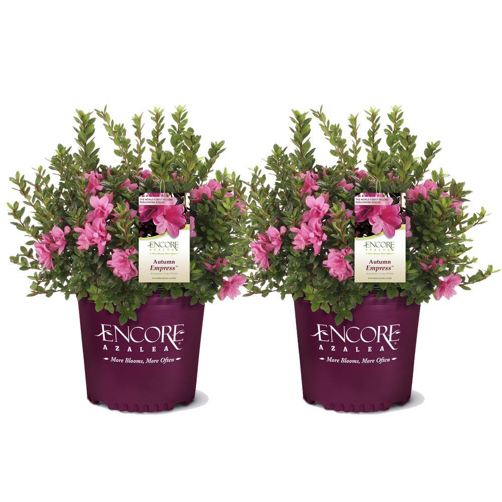 ENCORE AZALEA 1 Gal. Autumn Empress Azalea Shrub with Semi-Double Pink ...