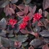 SOUTHERN LIVING 2.5 Qt. Red Diamond Midsize Loropetalum, Evergreen ...