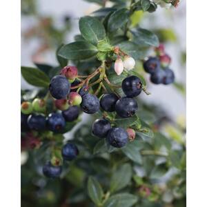 BUSHEL AND BERRY 1 Gal. Bushel and Berry Blueberry Buckle Blueberry ...