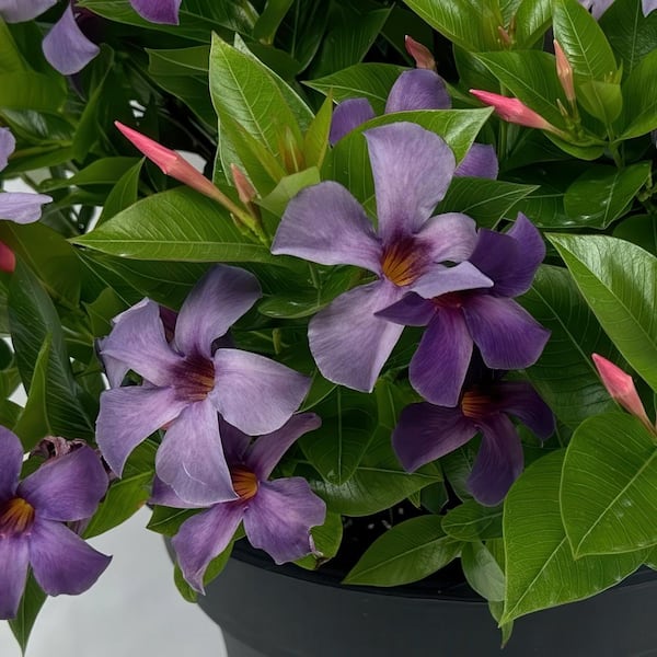 national PLANT NETWORK 4 in. Mandevilla Bluephoria Summer Annual Plant ...