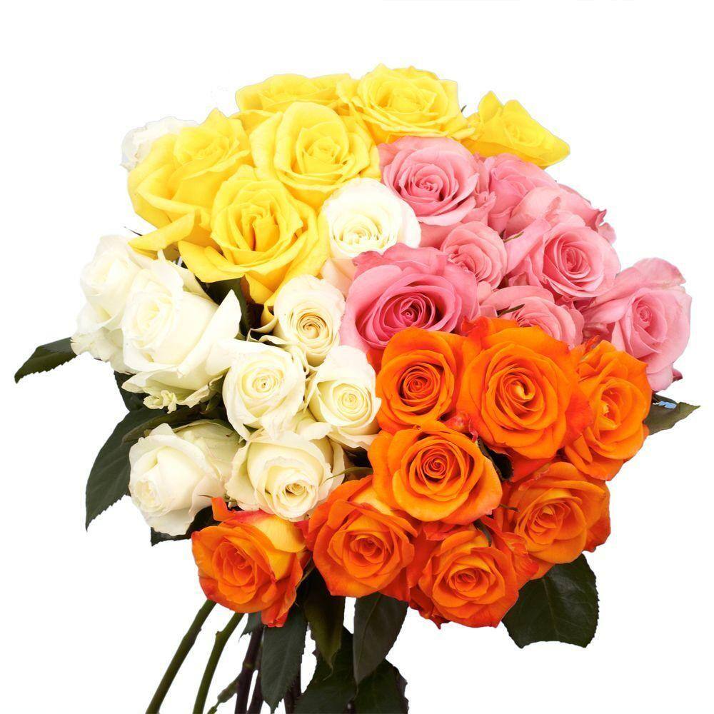Globalrose Fresh Assorted Color Roses for Mother's Day (75 Extra Long ...