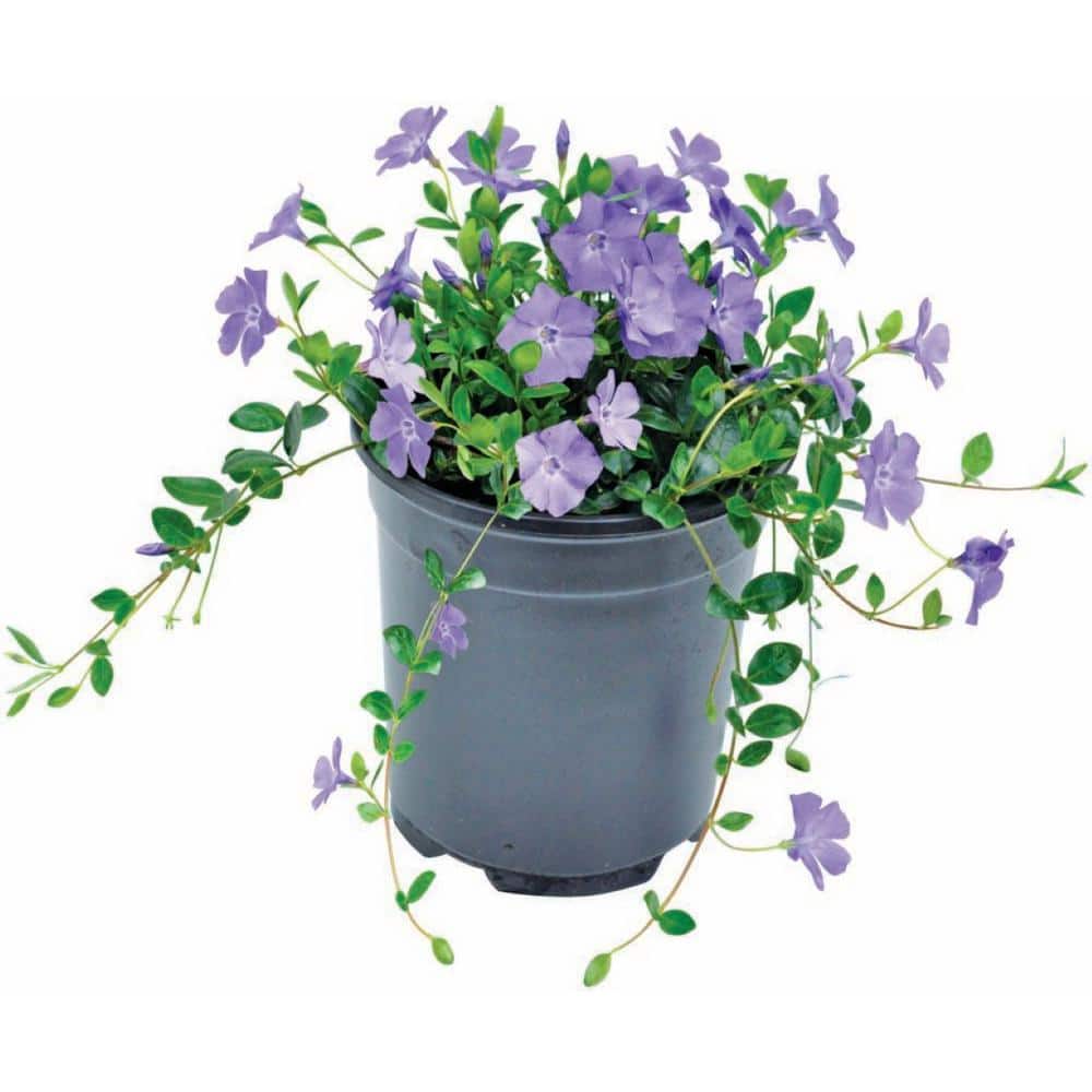 2.5 Qt. Blue Vinca Minor Periwinkle Perennial Plant 028289550887 - The ...
