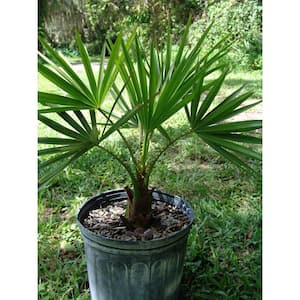 Wekiva Foliage Silver Saw Palmetto-Live Plant in a 10 in. Growers Pot ...