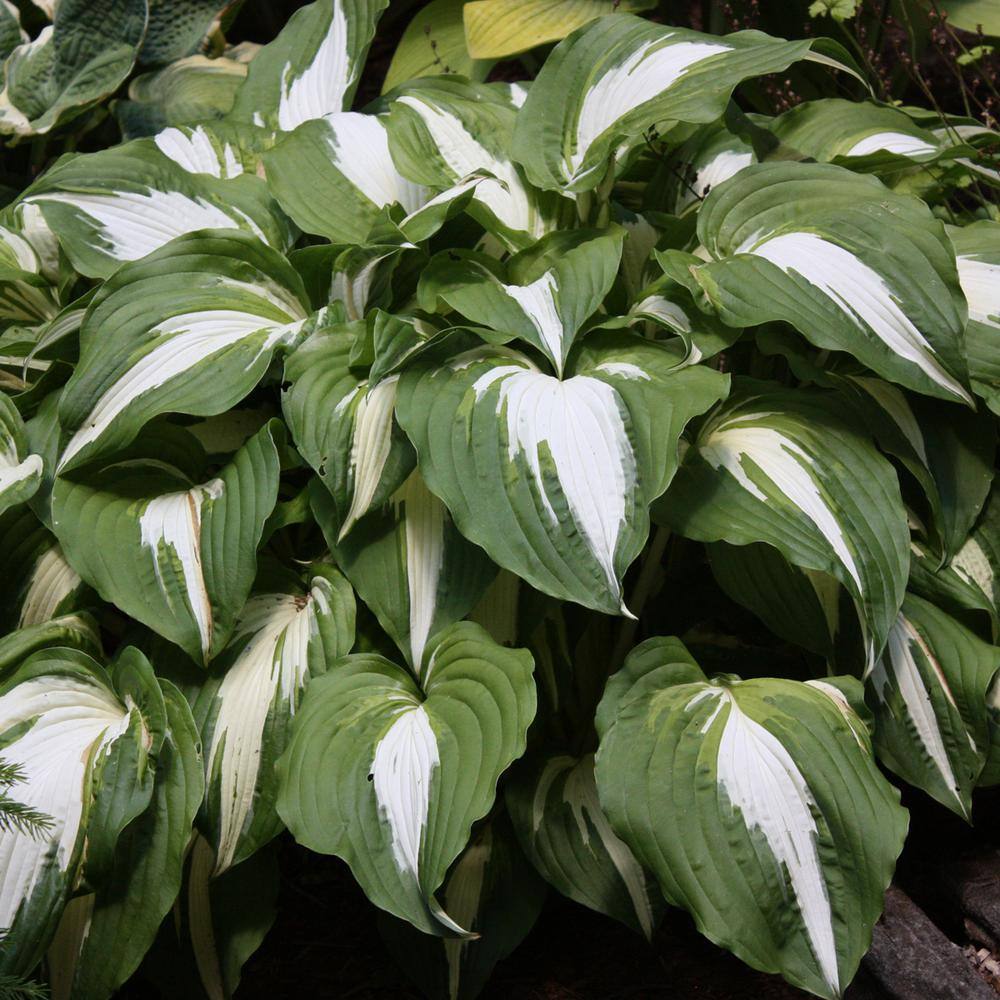 national PLANT NETWORK Bare Root Premium Hosta Collection Perennial ...