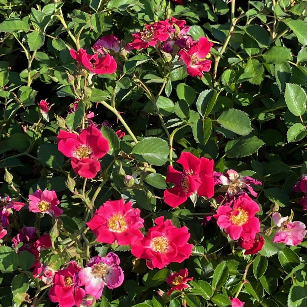 Alder & Oak #2-Container Groundcover Rose Shrubs with Red (2-Pack ...