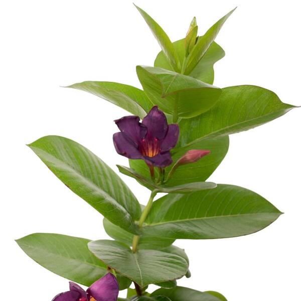 national PLANT NETWORK 4 in. Mandevilla Bluephoria Summer Annual Plant ...