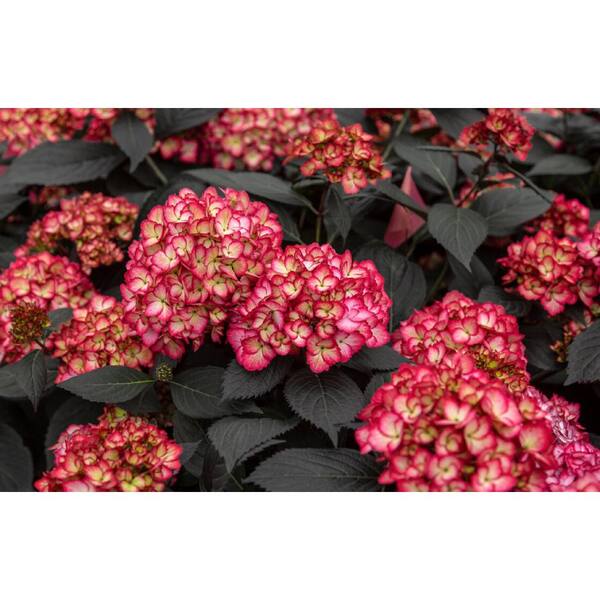 FIRST EDITIONS 3 Gal. Eclipse Hydrangea Shrub with Cranberry Flowers ...