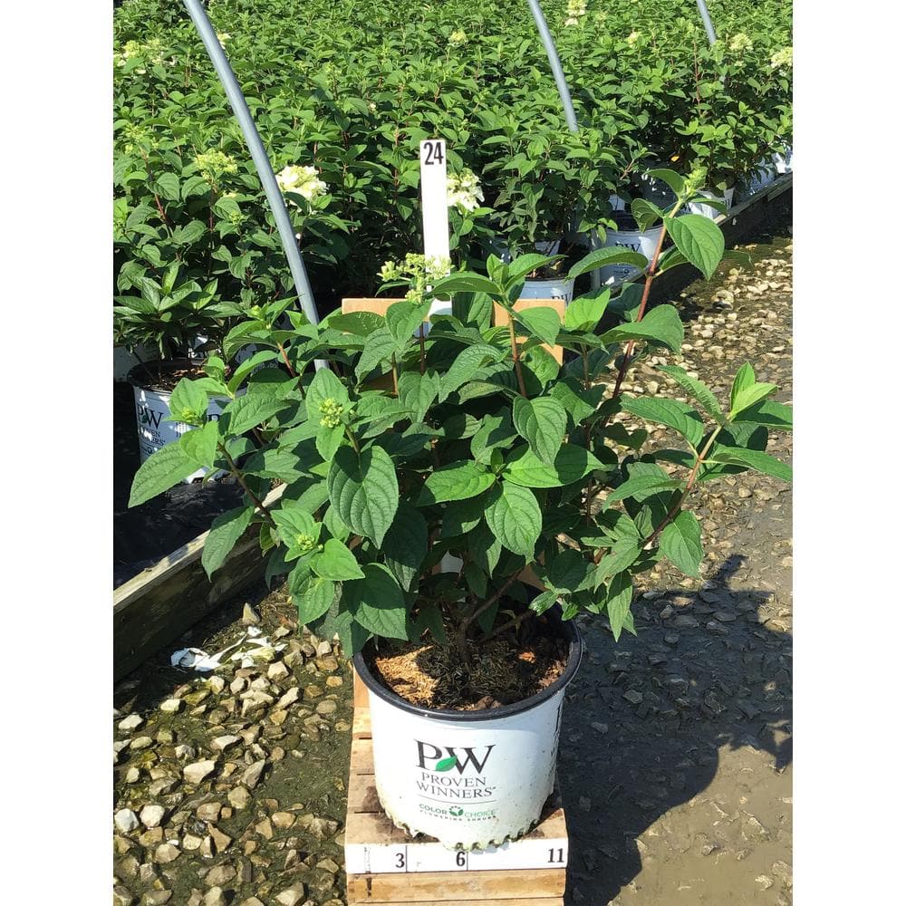 PROVEN WINNERS Hydrangea paniculata Fire Light 20984 - The Home Depot