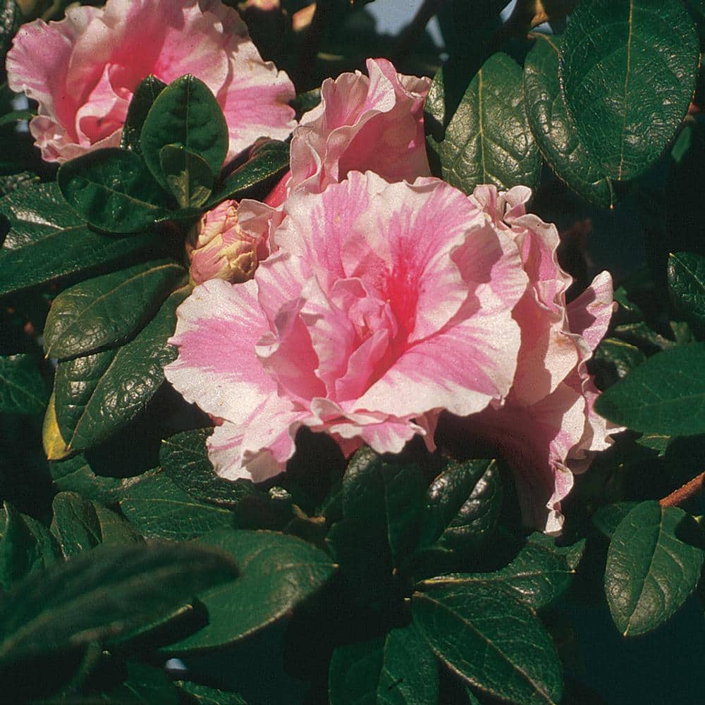 Reviews for ENCORE AZALEA 1 Gal. Autumn Twist Encore Azalea Shrub with ...