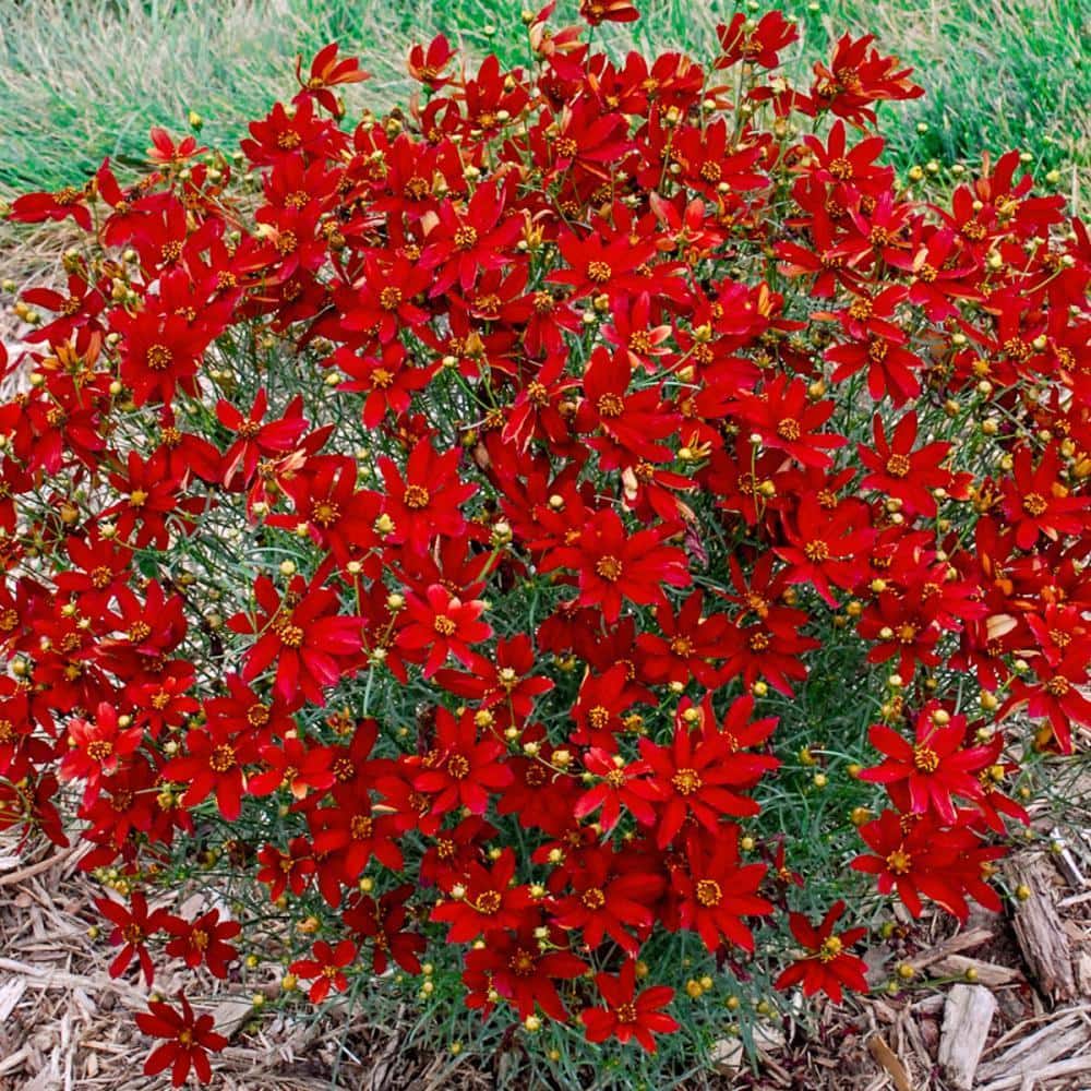 DIRECT GARDENING Hot Paprika Red Flowering Coreopsis Tickseed Dormant ...