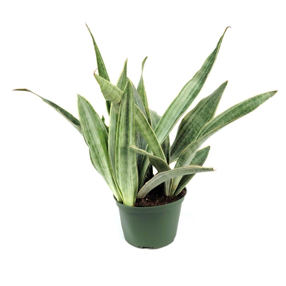 national PLANT NETWORK 6 in. Sansevieria Sayuri Plant in Grower ...