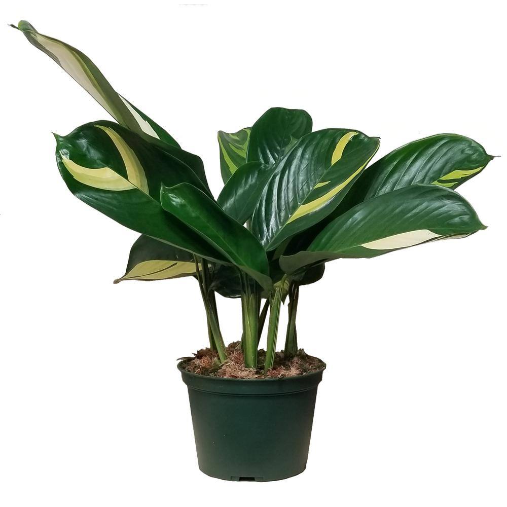 Never Never Plant in 6 in. Grower Pot NevNev006