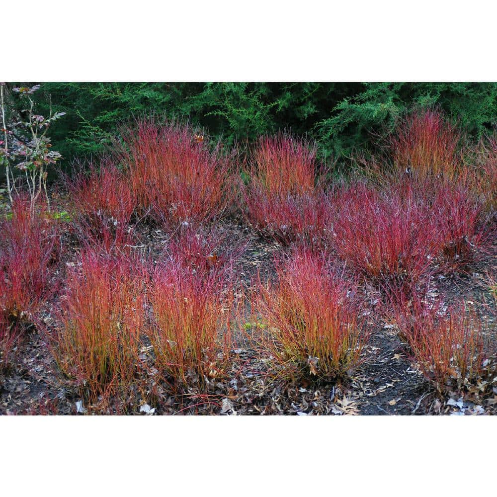 Online Orchards 1 Gal. Kelsey Dogwood Shrub With Compact Lush Foliage ...