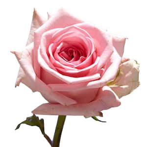 Globalrose 50 Pink Roses- Fresh Flower Delivery 50-birthday-pink-roses ...