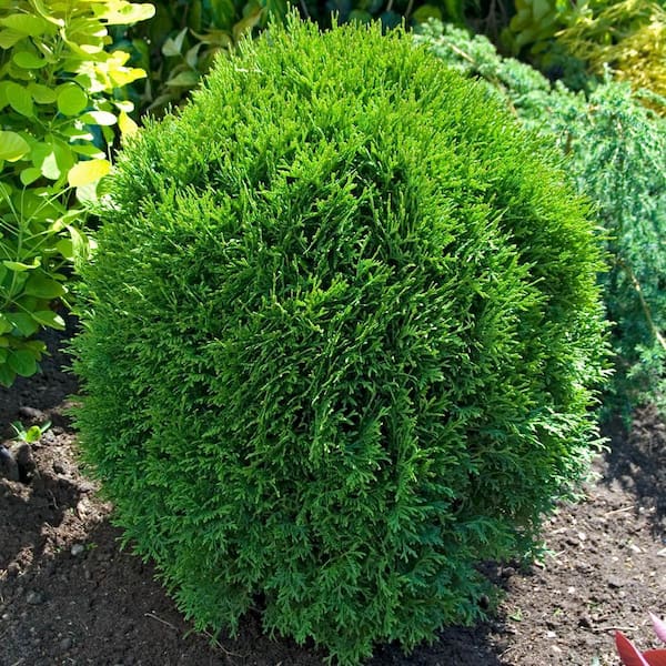 Gardens Alive! Little Giant Globe Arborvitae (Thuja), Live Evergreen ...