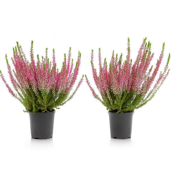 Online Orchards 1 gal. Mediterranean Pink Heather (2-Pack) Hardy ...