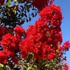 Alder & Oak #5 container 'Red Rocket' Crape Myrtle Tree LARM05 - The Home Depot