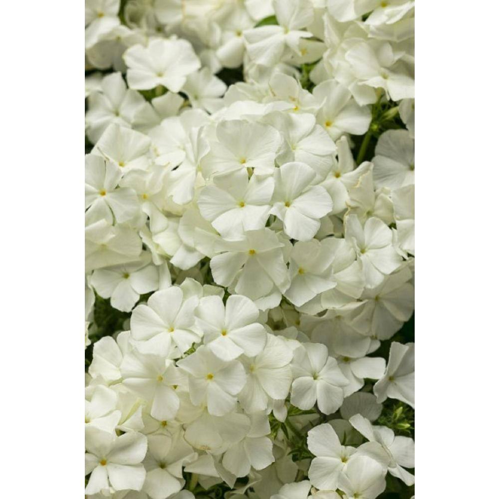 PROVEN WINNERS 4.25 in. Grande White Flowers Intensia White (Phlox ...