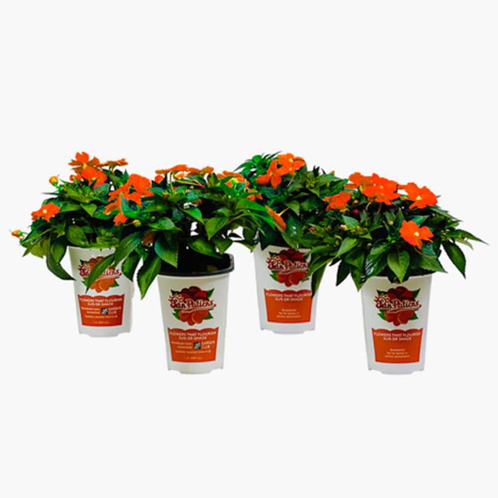 SunPatiens 1 Qt. Compact Orange SunPatiens Impatiens Outdoor Annual ...