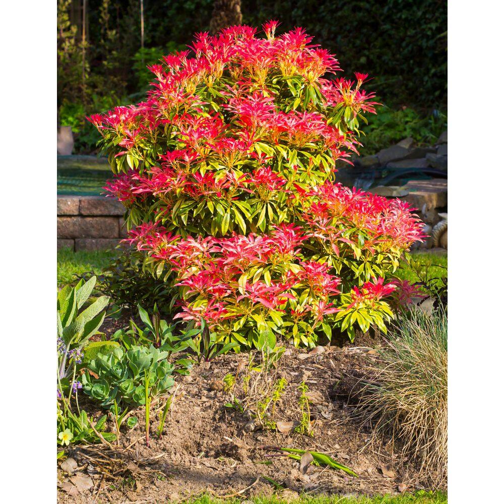 Online Orchards 1 gal. Mountain Fire Pieris Shrub SBPI001 - The Home Depot