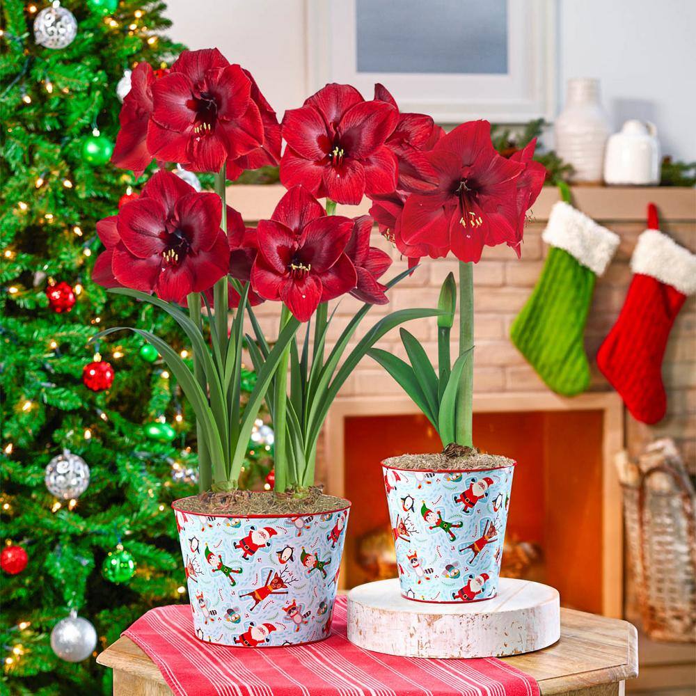 Breck's Miracle Amaryllis Single Holiday Gift Kit in Decorative Pot ...