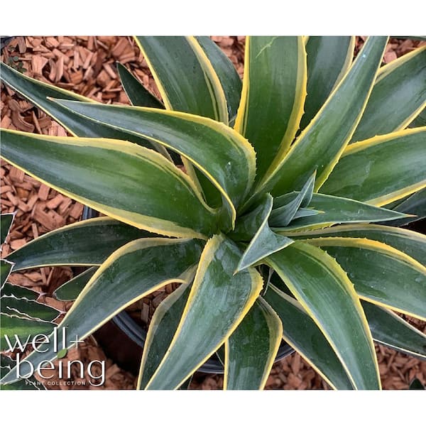 Variegated Outdoor Plants