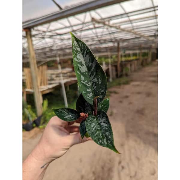 Wekiva Foliage Red Sword Homalomena-Live Starter Plant in a 2 Inch ...